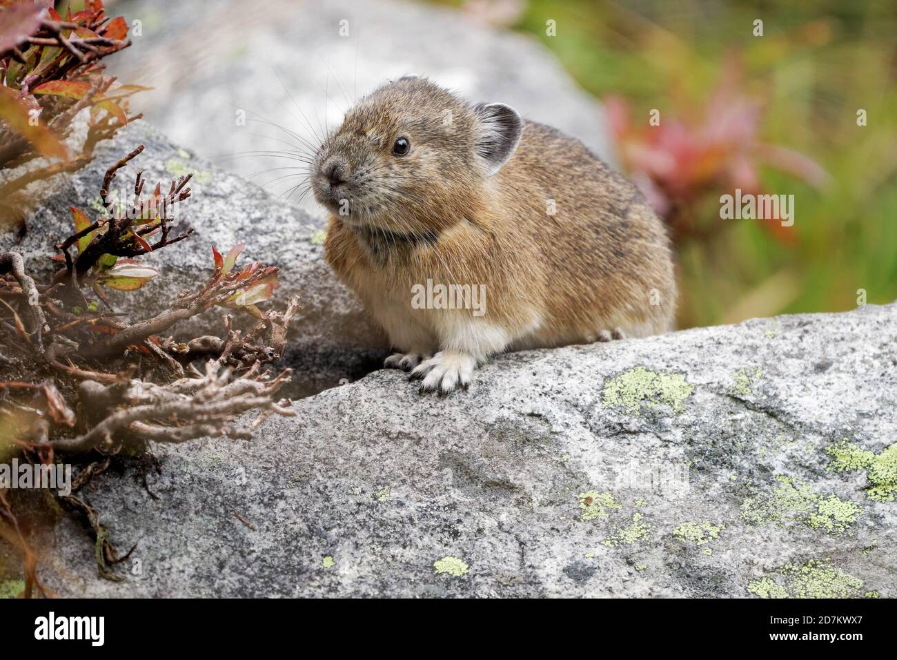 American pika (Ochotona princeps) sitting on boulder, Mount Rainier ...