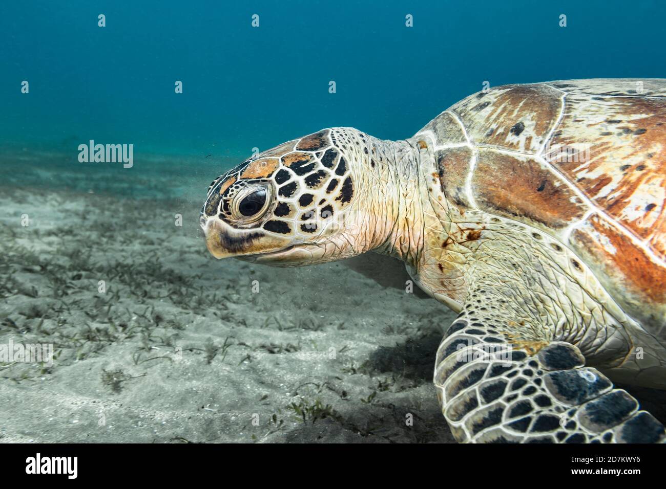 Green Sea Turtle in coral reef of Red Sea / Egypt Stock Photo - Alamy