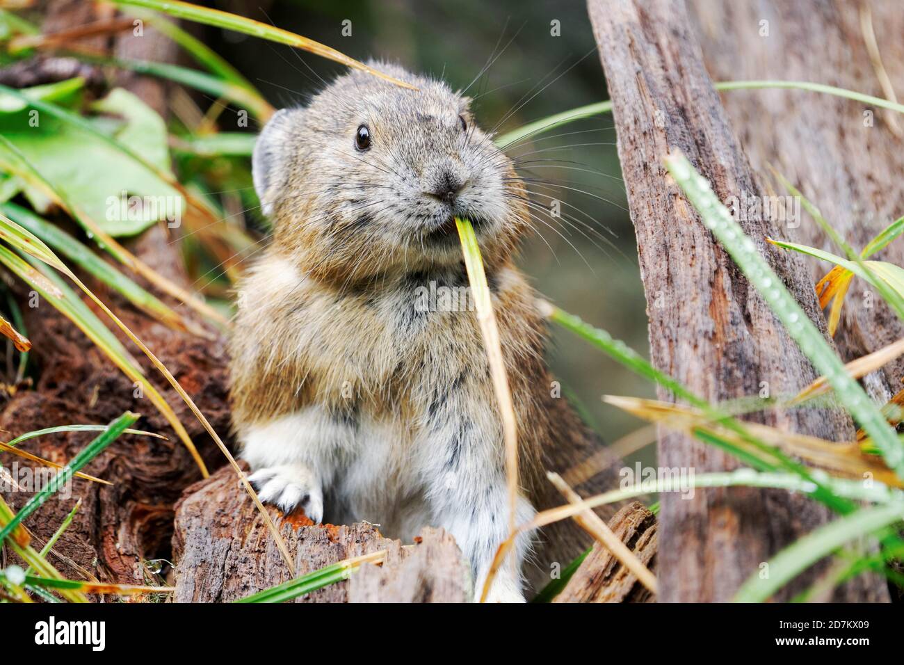 Pika and grass hi-res stock photography and images - Alamy