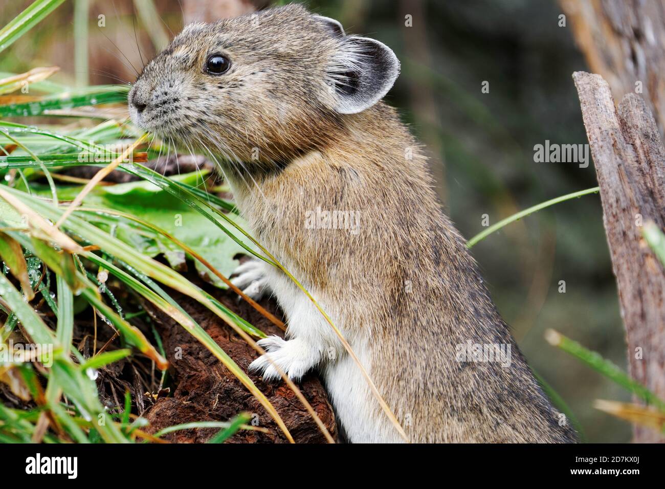 American pika hi-res stock photography and images - Alamy