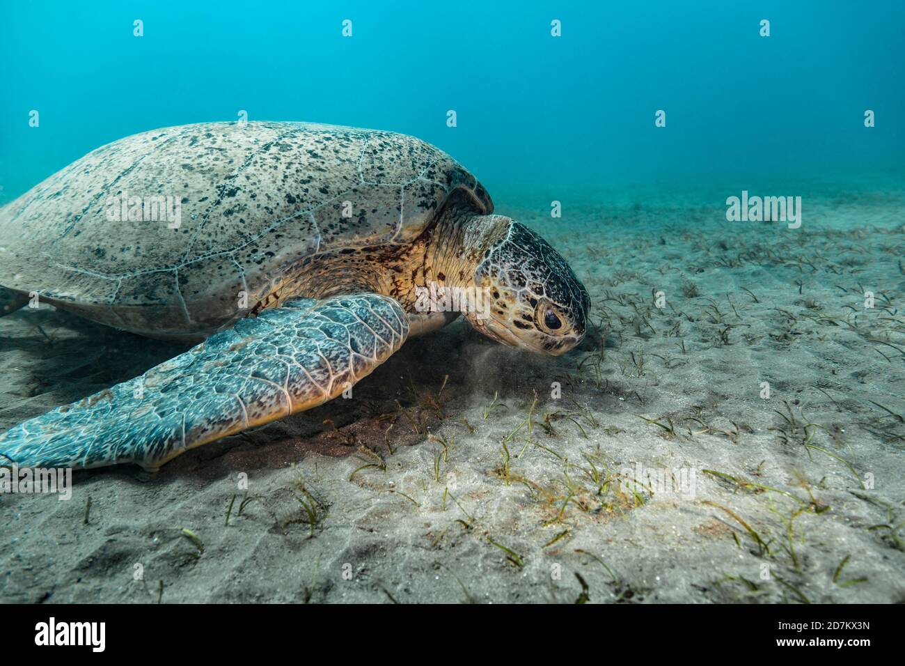 Green Sea Turtle in coral reef of Red Sea / Egypt Stock Photo - Alamy