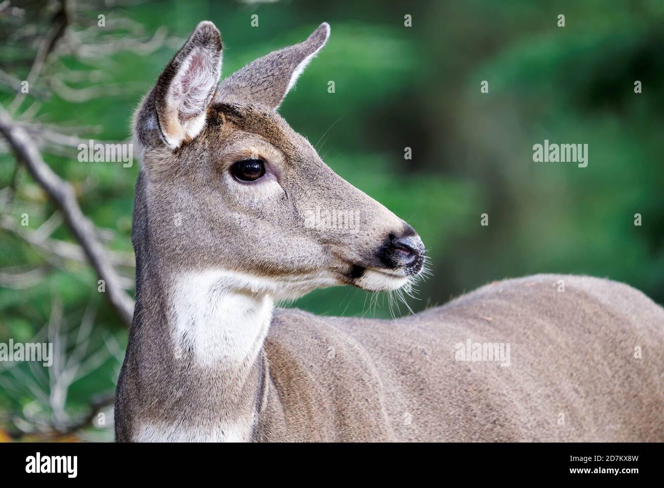 Female Columbian black-tailed deer (Odocoileus hemionus columbianus) in ...