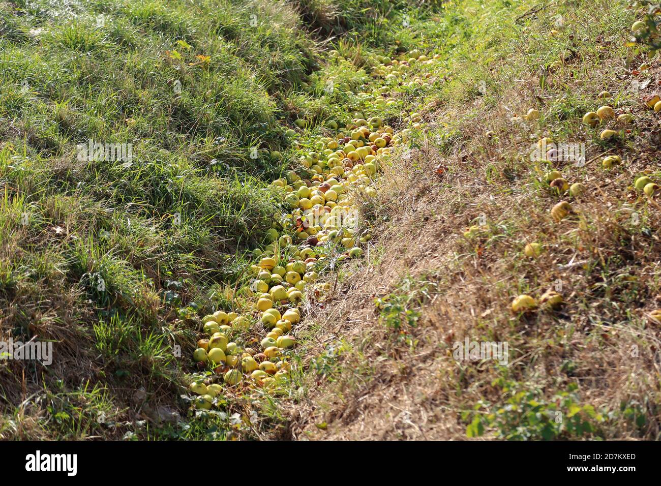 Apples fallen from apple tree hi-res stock photography and images - Alamy