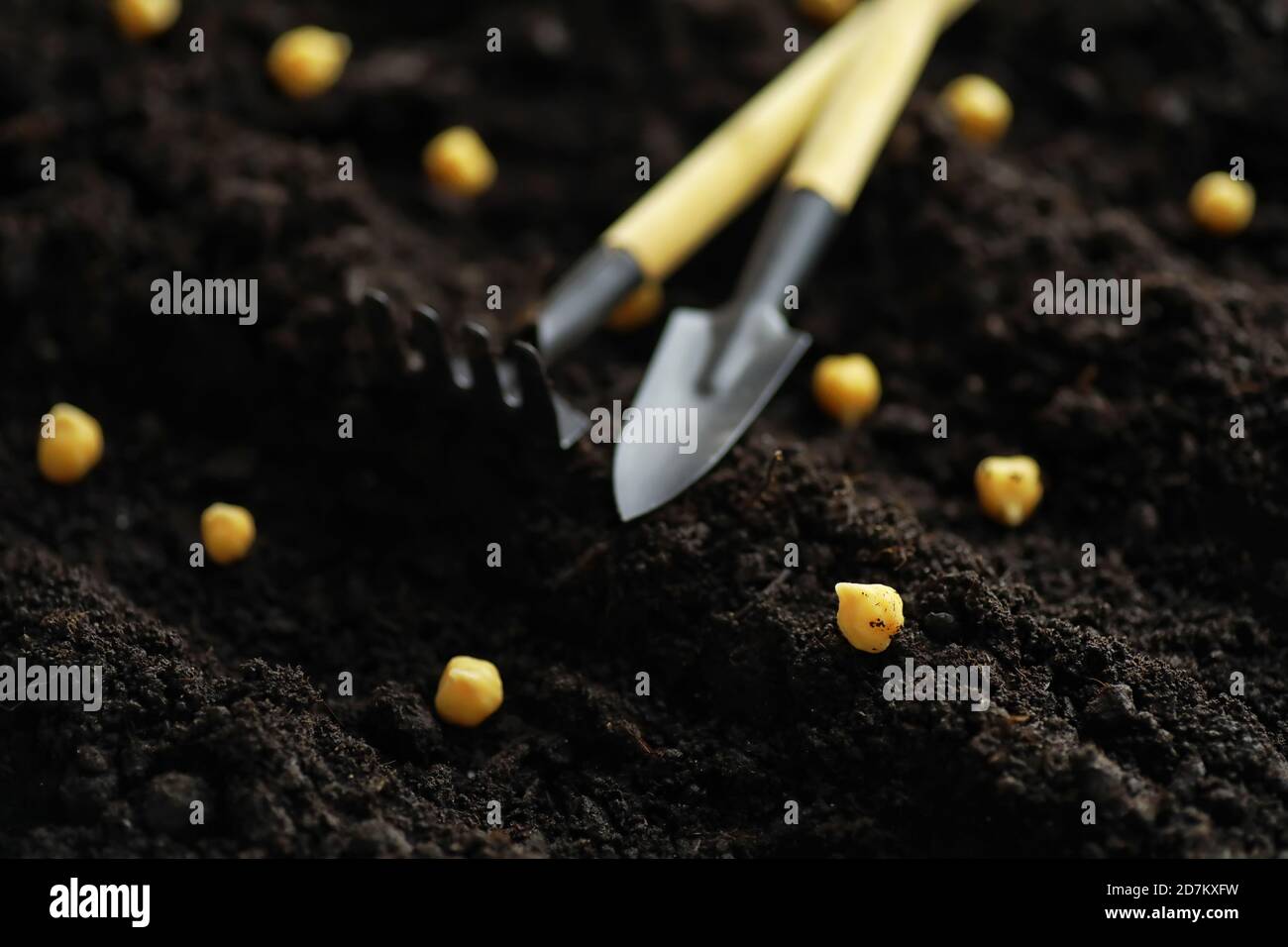 Seeds in the ground. Seed preparation for planting in the spring Stock ...