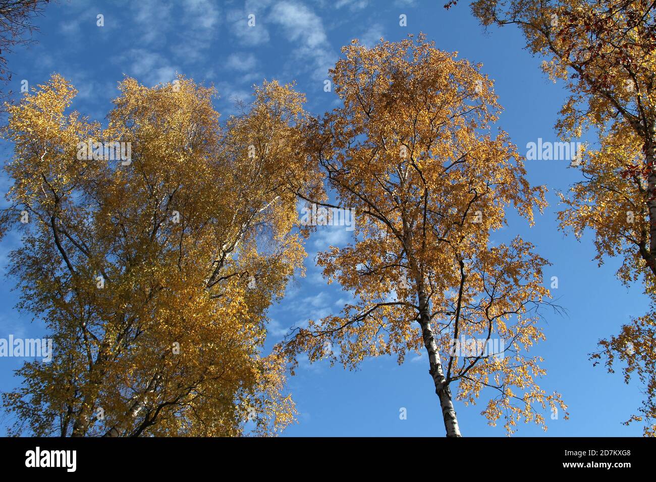 Low angle shot of crowns of golden trees under the clear sky - perfect ...