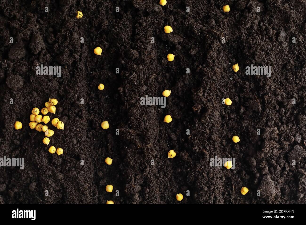 Seeds in the ground. Seed preparation for planting in the spring Stock ...