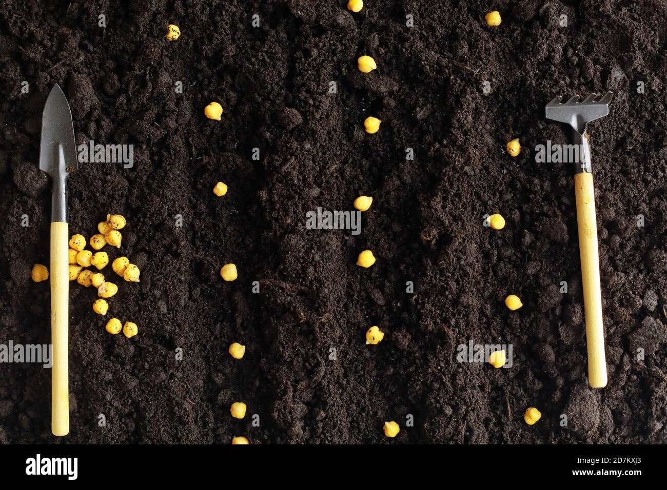 Seeds in the ground. Seed preparation for planting in the spring Stock ...