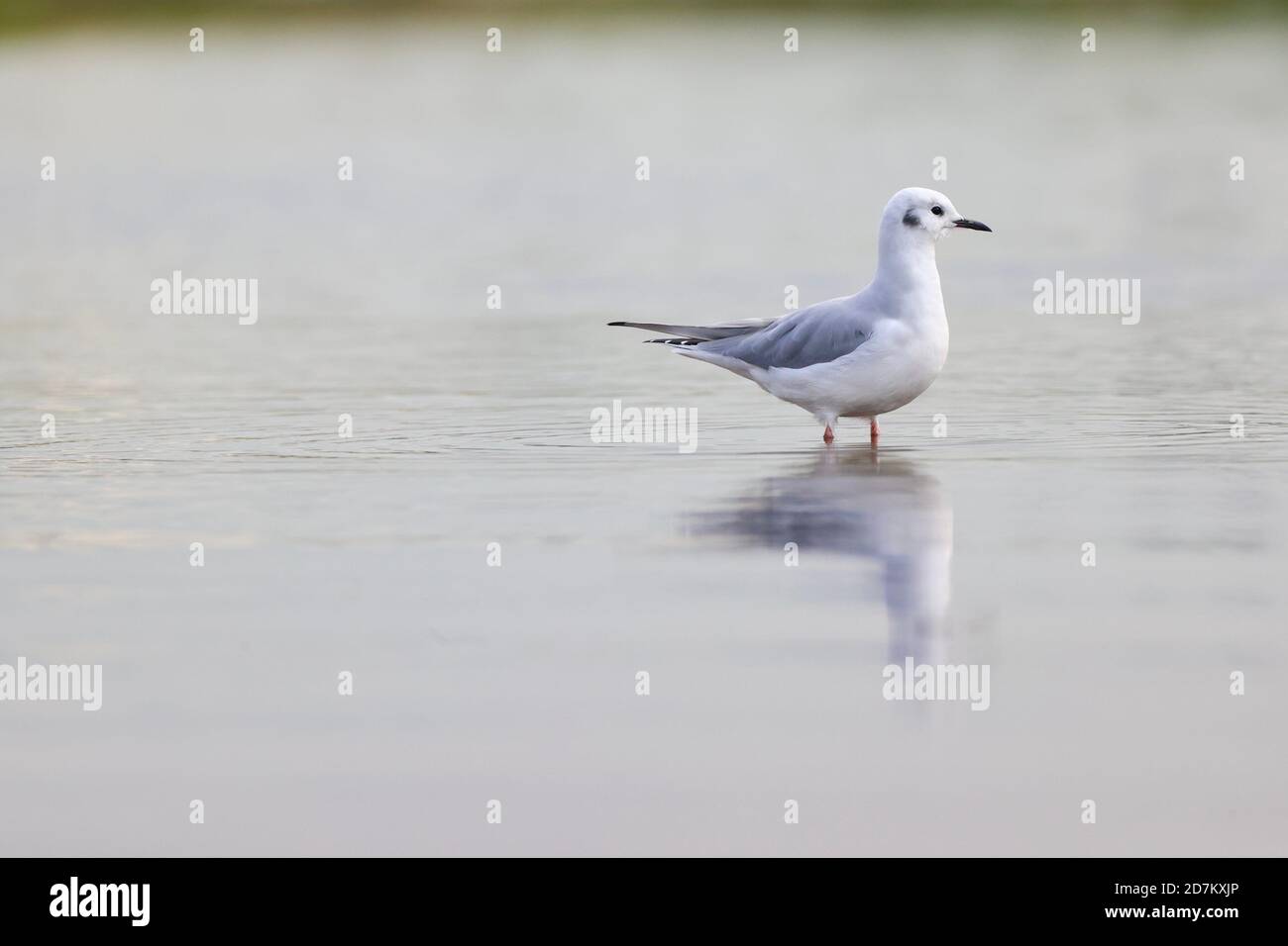 Black beak seagull hi-res stock photography and images - Alamy