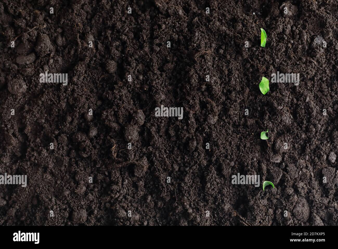 Seeds in the ground. Seed preparation for planting in the spring Stock ...