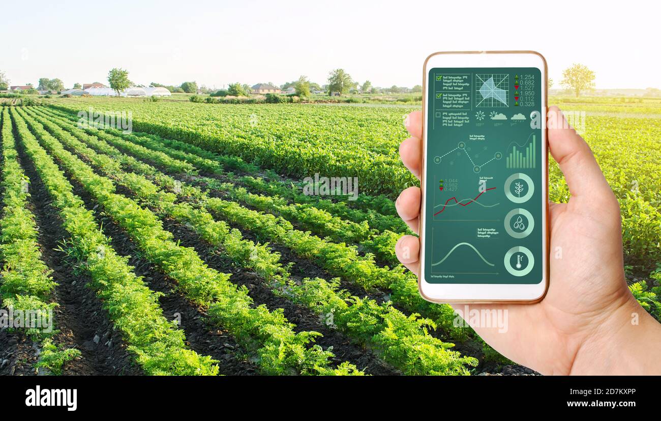 The farmer holds a phone and receives information parameters and data ...