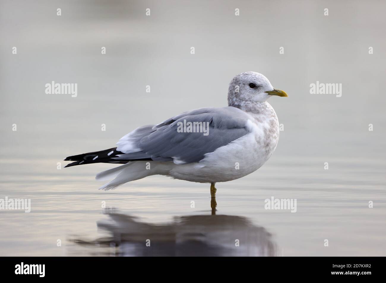 Black beak seagull hi-res stock photography and images - Alamy