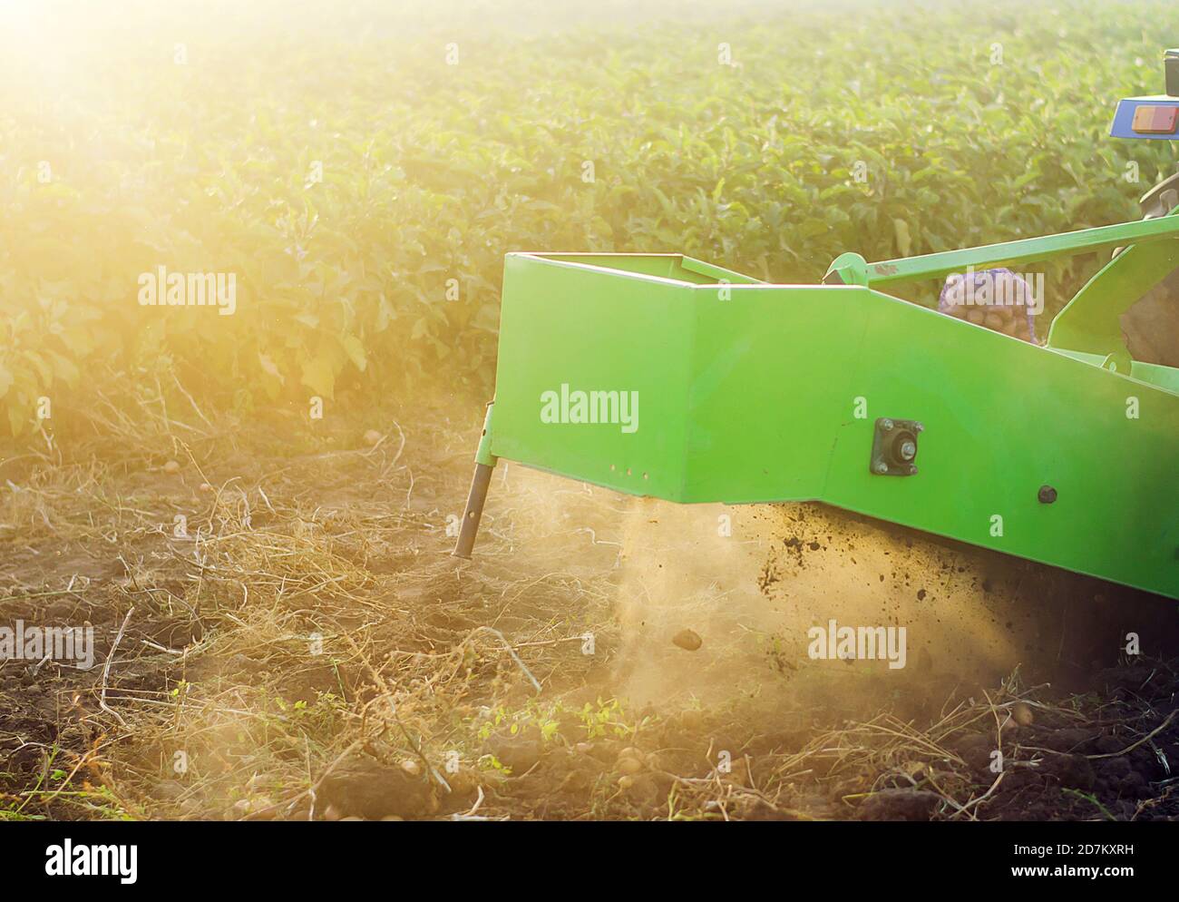 The process of digging potatoes out of the ground. Using machines to ...
