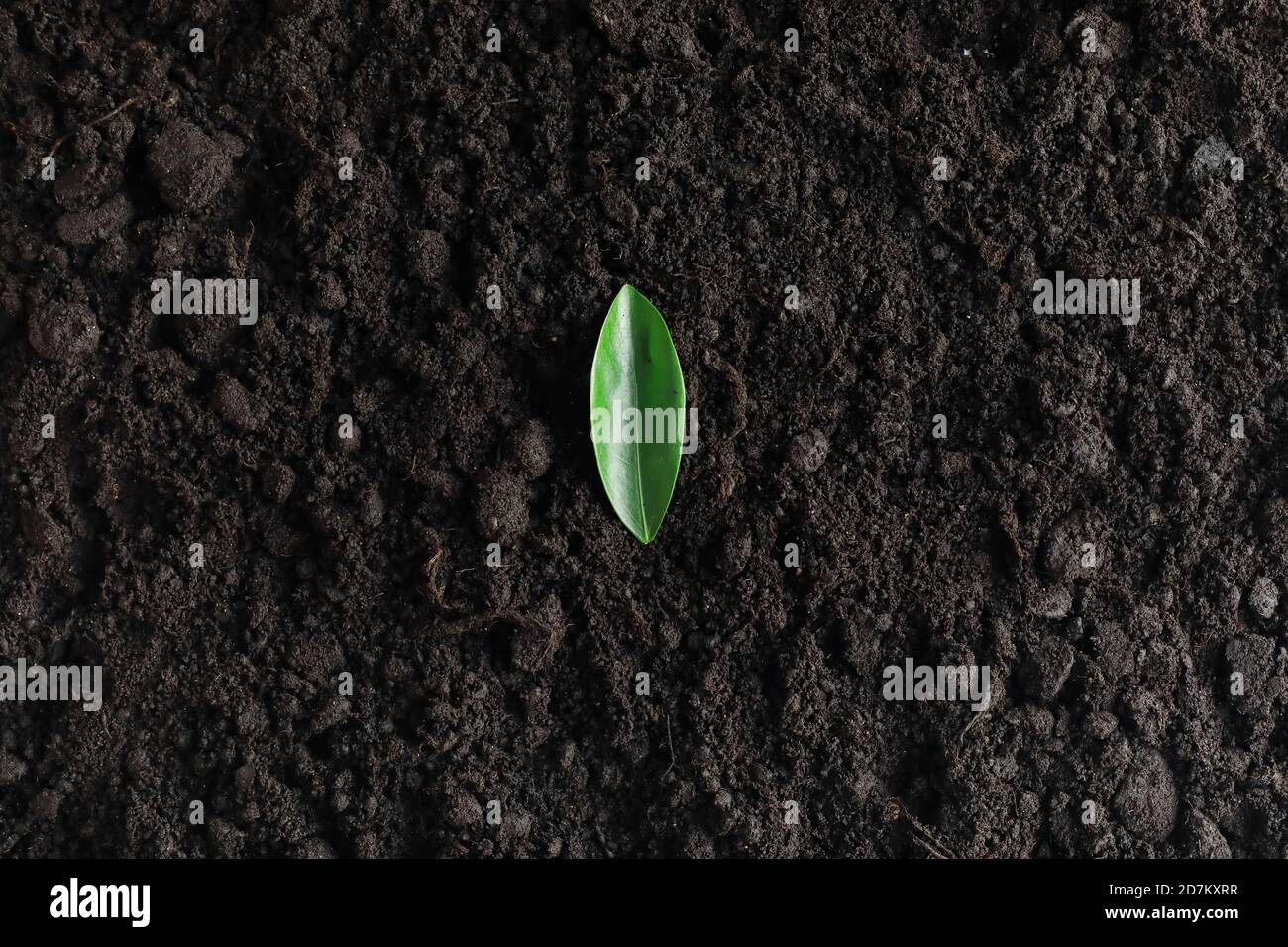 Seeds in the ground. Seed preparation for planting in the spring Stock ...