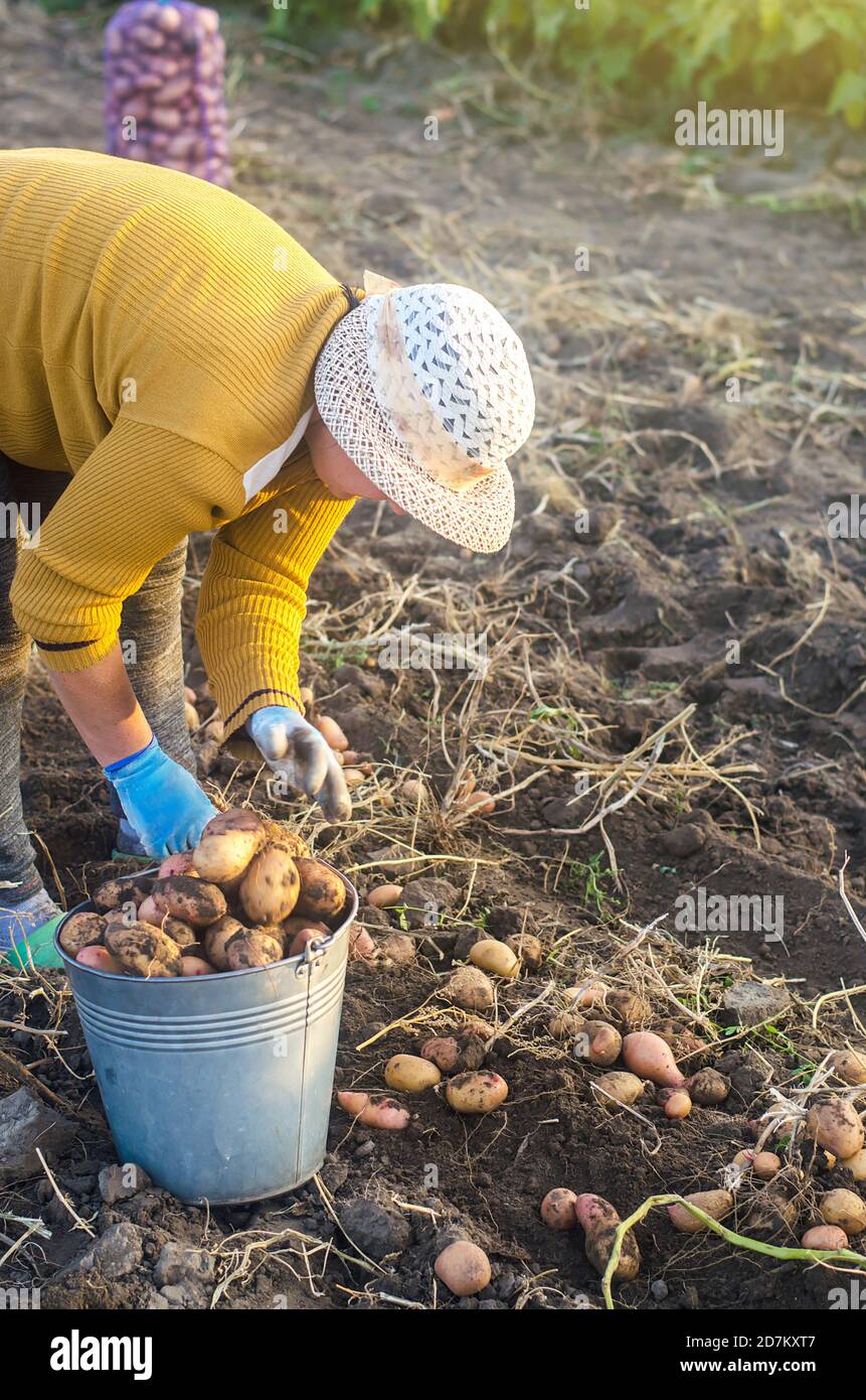 A farmer woman collects dug up potatoes in a bucket. Harvesting on farm ...