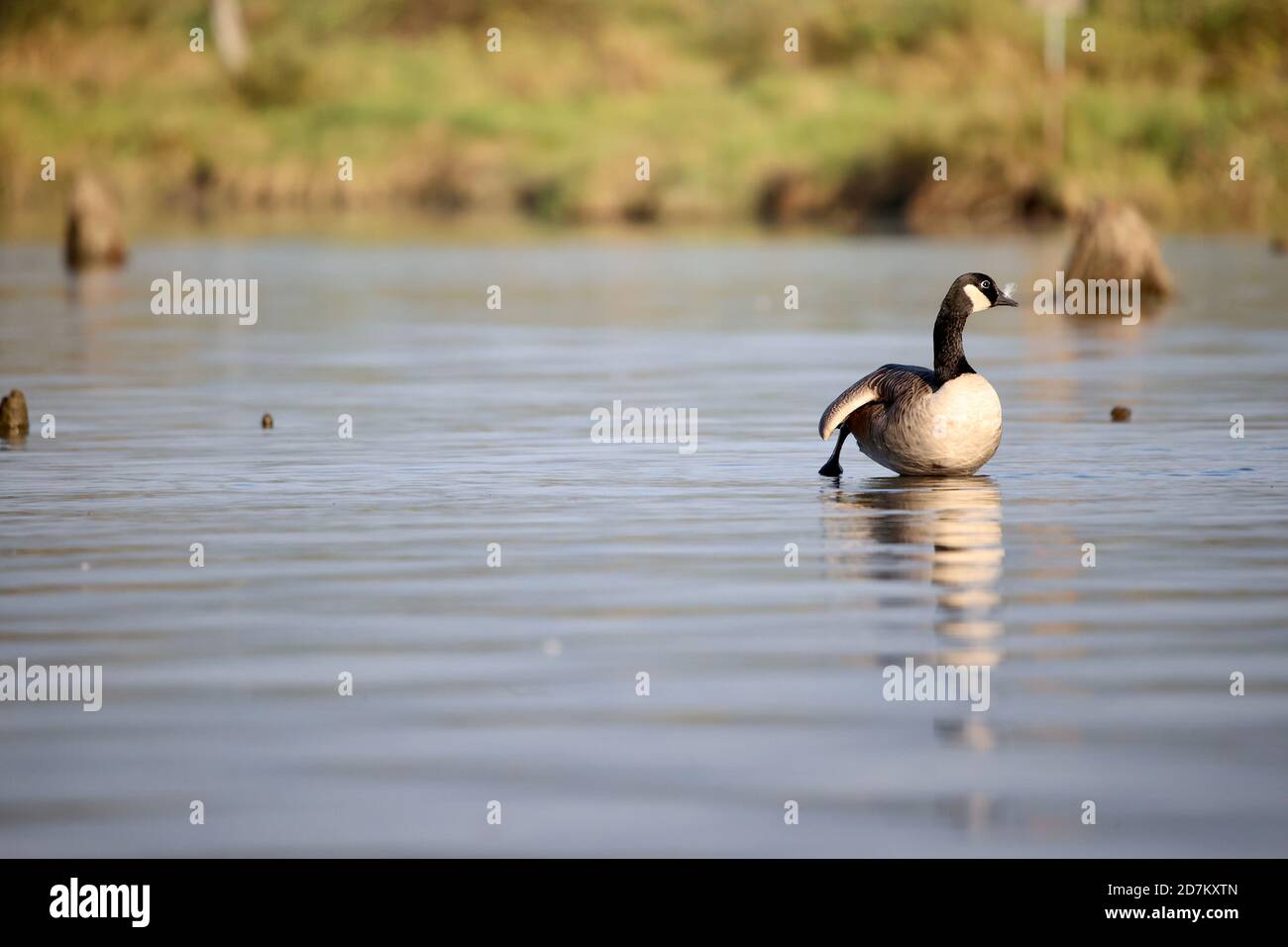 Goose foot hi-res stock photography and images - Alamy