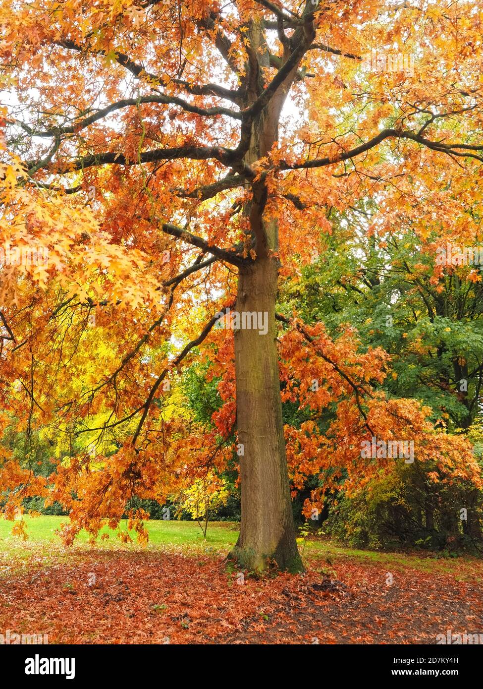 Beautiful oak tree hi-res stock photography and images - Alamy