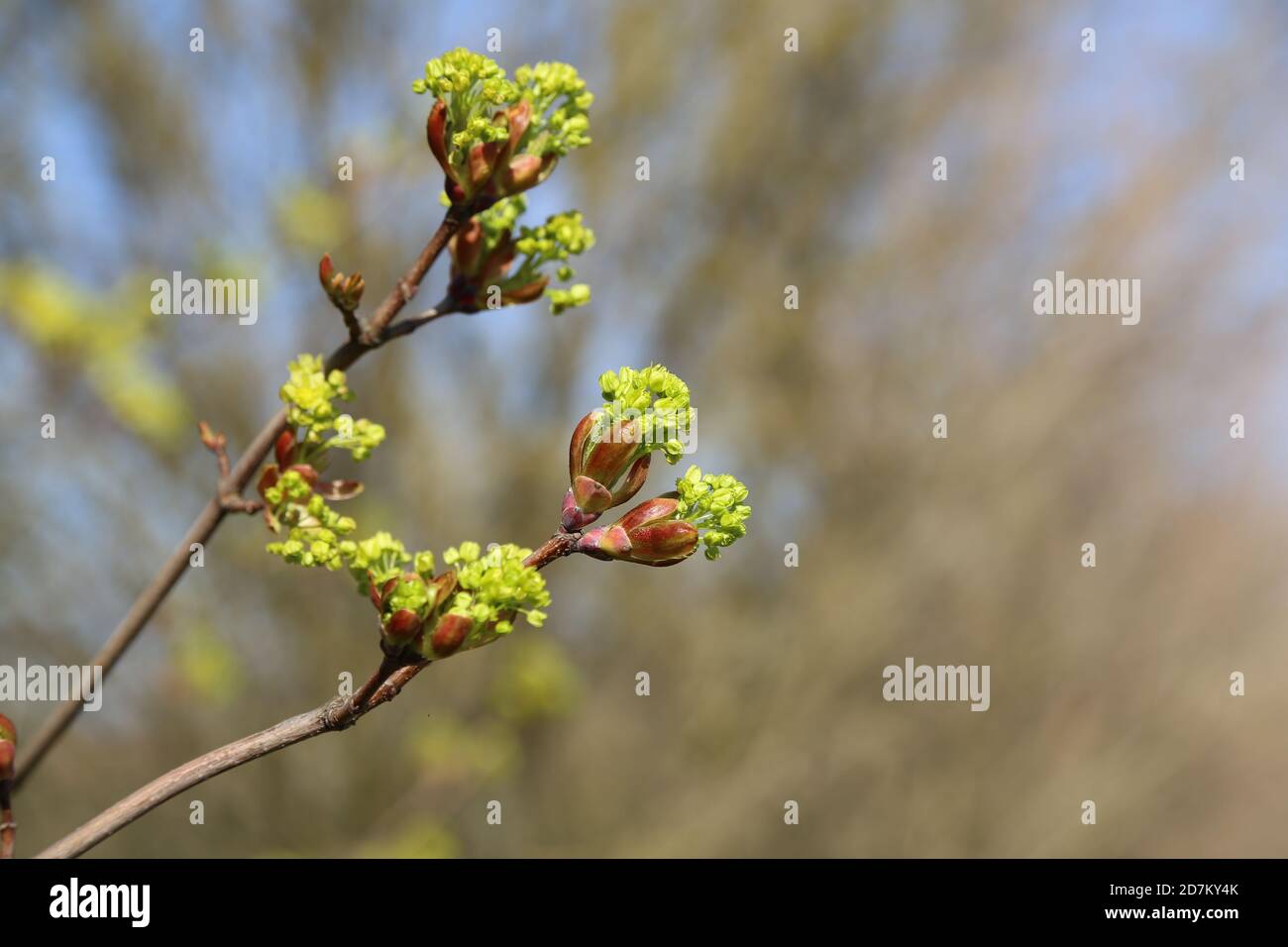 Gathering branches forest hi-res stock photography and images - Alamy
