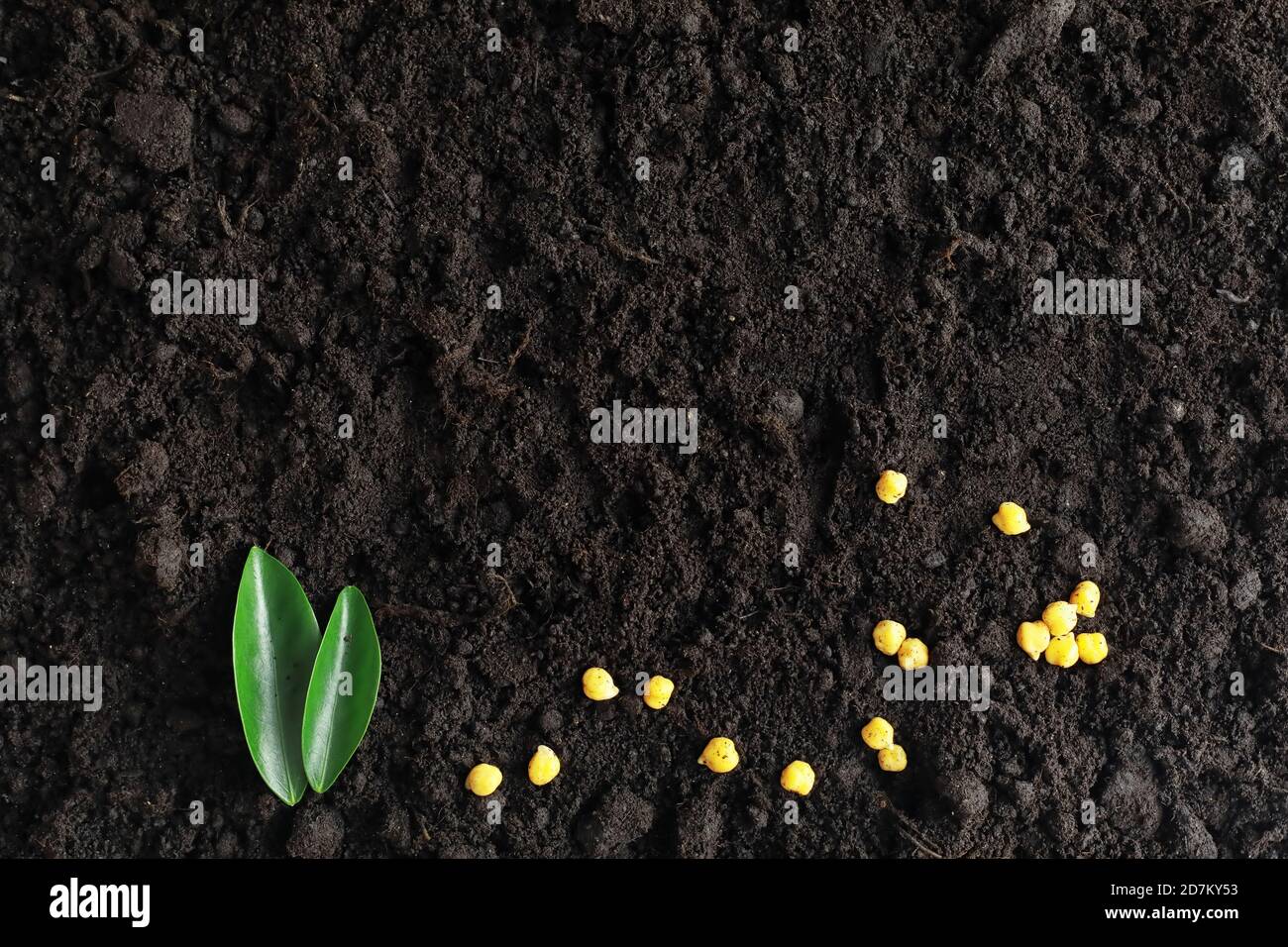 Seeding seedling female hand plants hi-res stock photography and images ...