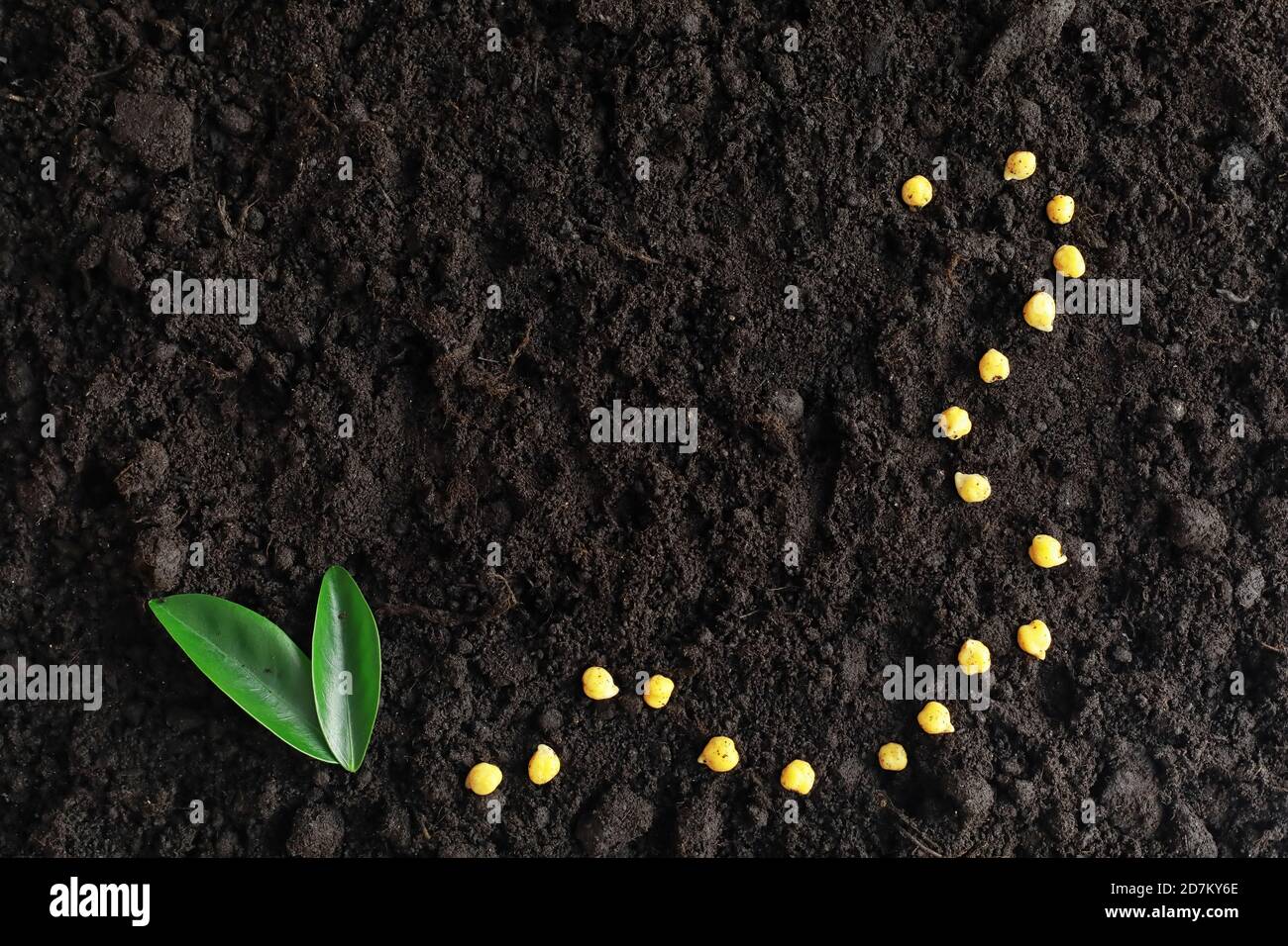 Seeds in the ground. Seed preparation for planting in the spring Stock ...