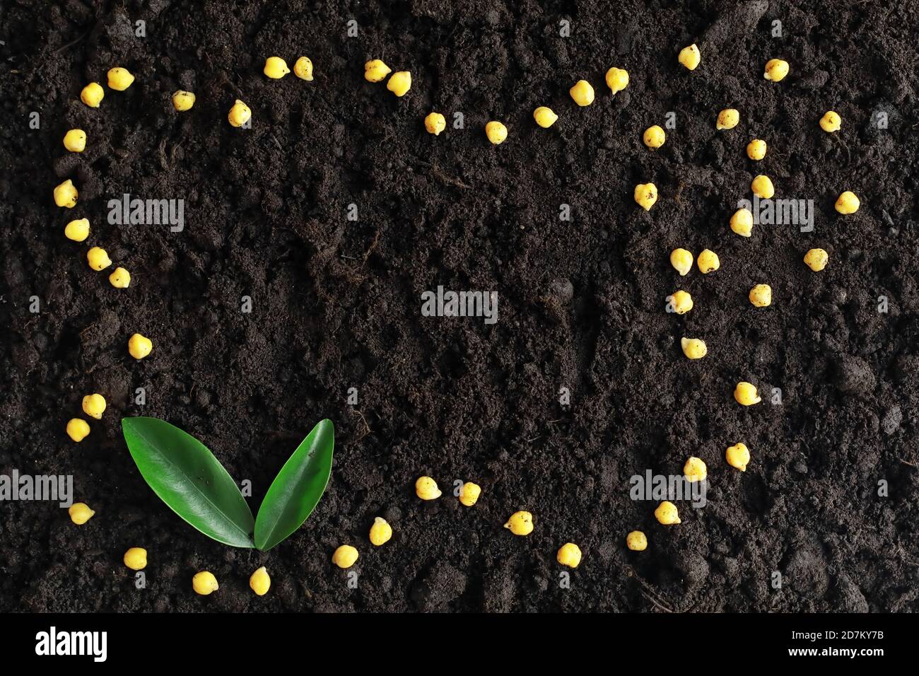 Seeds in the ground. Seed preparation for planting in the spring Stock ...