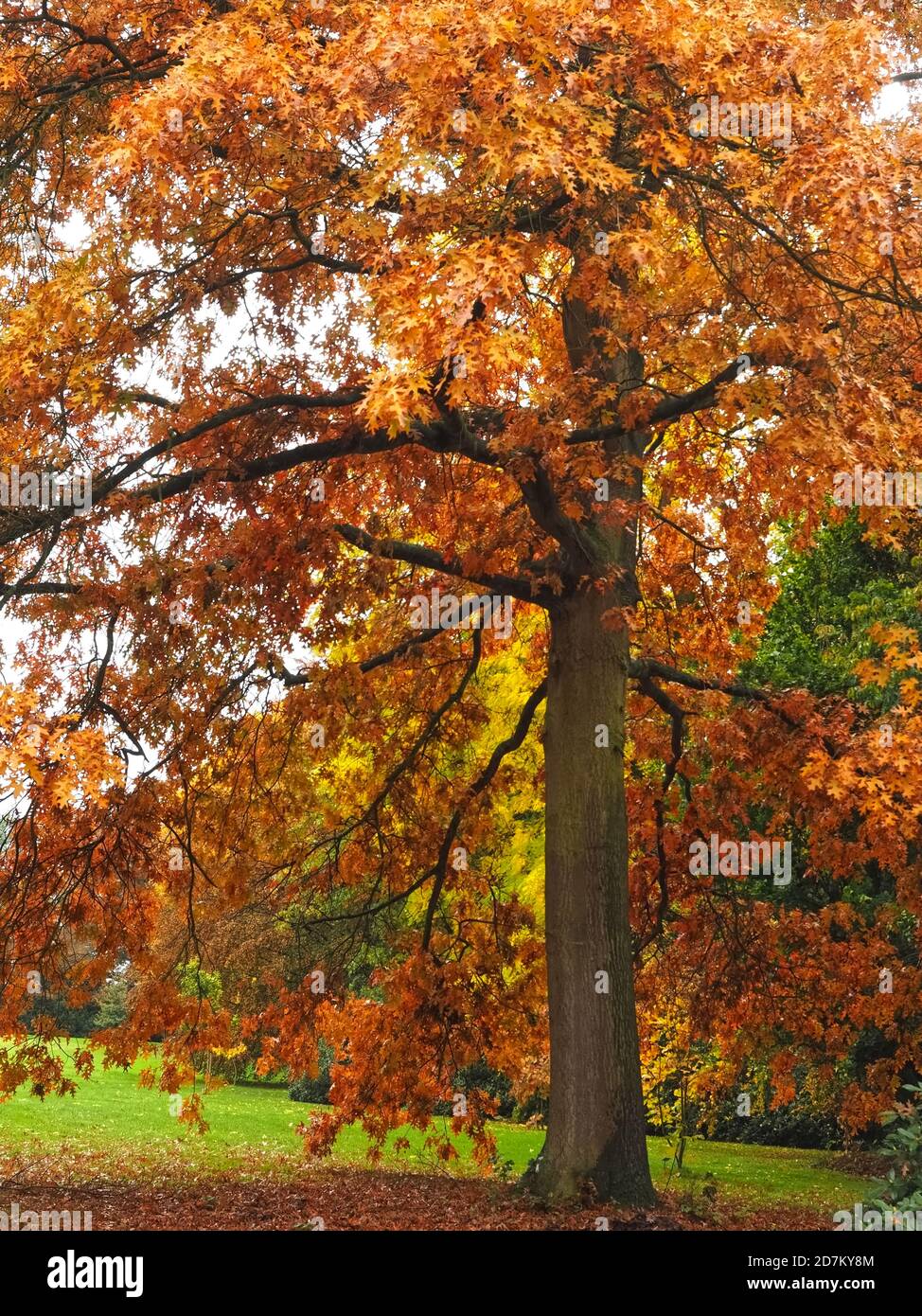 Japanese Oak Tree High Resolution Stock Photography and Images - Alamy