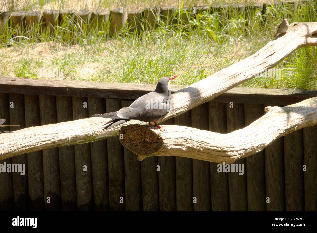 an inca tern sits on a tree trunk, Larosterna inca Stock Photo - Alamy