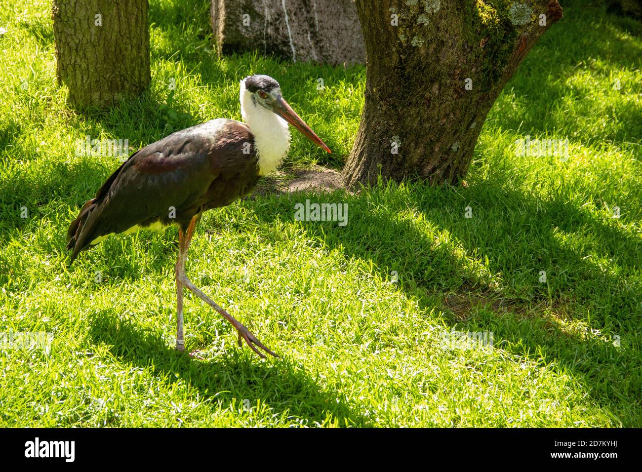 African wading bird hi-res stock photography and images - Alamy