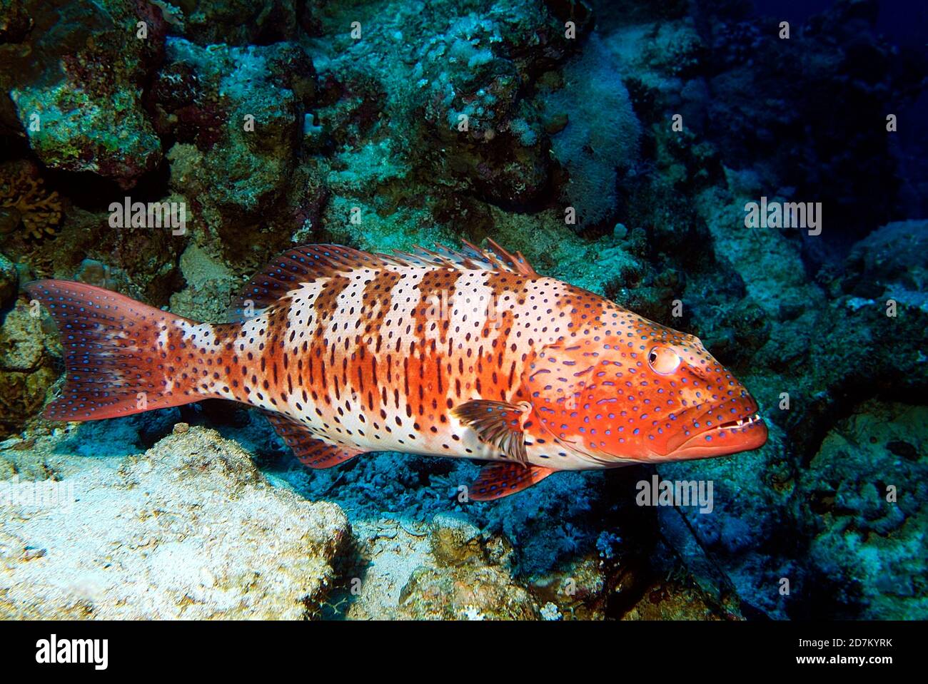 Grouper Fish Teeth High Resolution Stock Photography and Images - Alamy