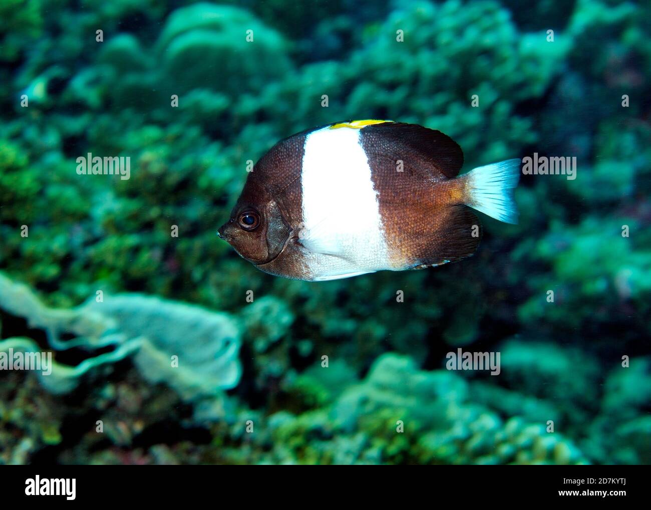 Plankton Maldives High Resolution Stock Photography and Images - Alamy