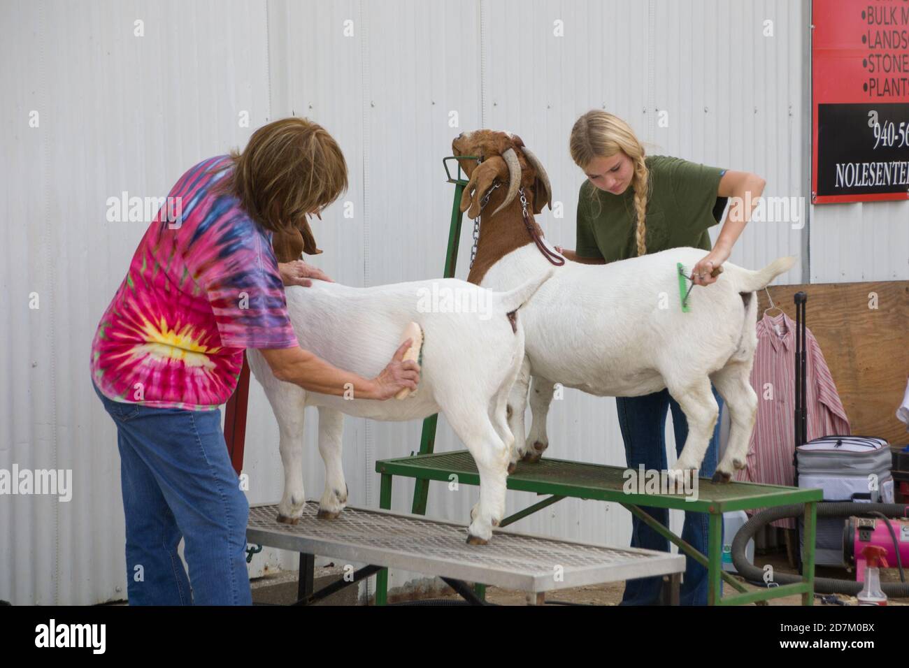 Denton, USA. 23rd Oct, 2020. People clean up their goats before a ...