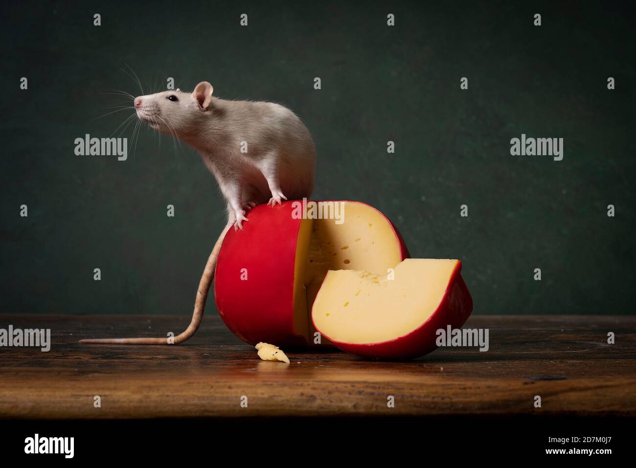 A Cute white rat sitting on a red Edam cheese stillife green background ...