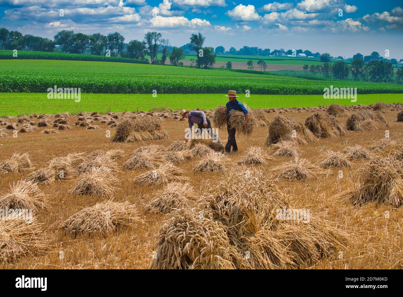 Amish, Lancaster County, Pennsylvania. Father and son harvesting fresh ...