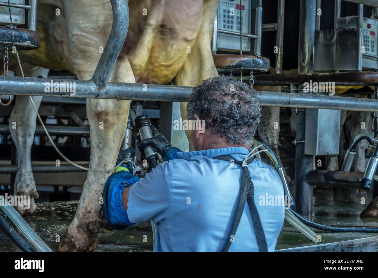 Dairy Farm worker attaching milking equipment to cows udder, while on ...