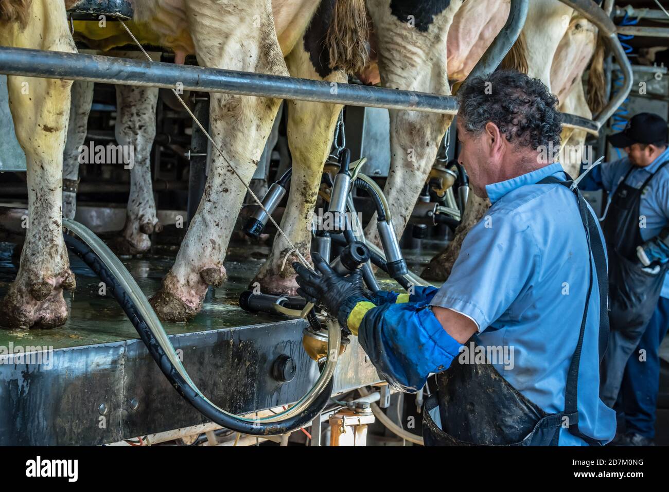 Dairy Farm worker attaching milking equipment to cows udder, while on ...