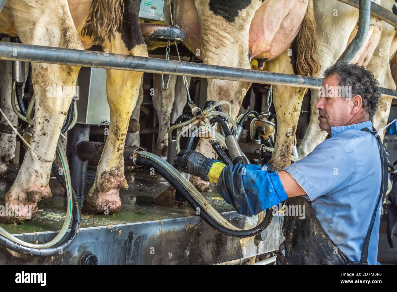 Dairy Farm worker attaching milking equipment to cows udder, while on ...