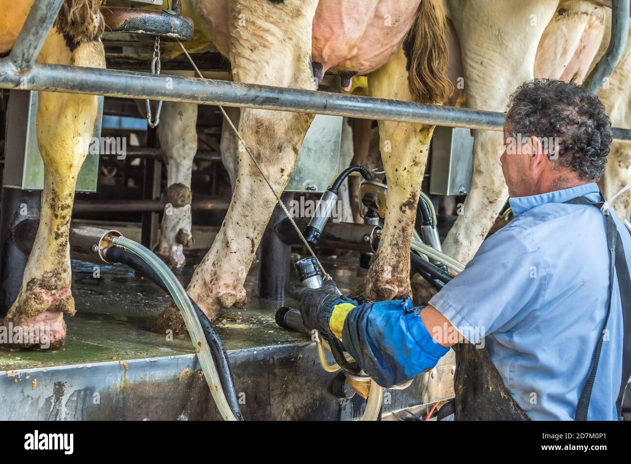 Dairy Farm worker attaching milking equipment to cows udder, while on ...
