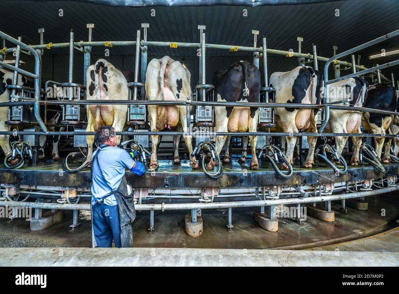 Dairy Farm worker attaching milking equipment to cows udder, while on ...