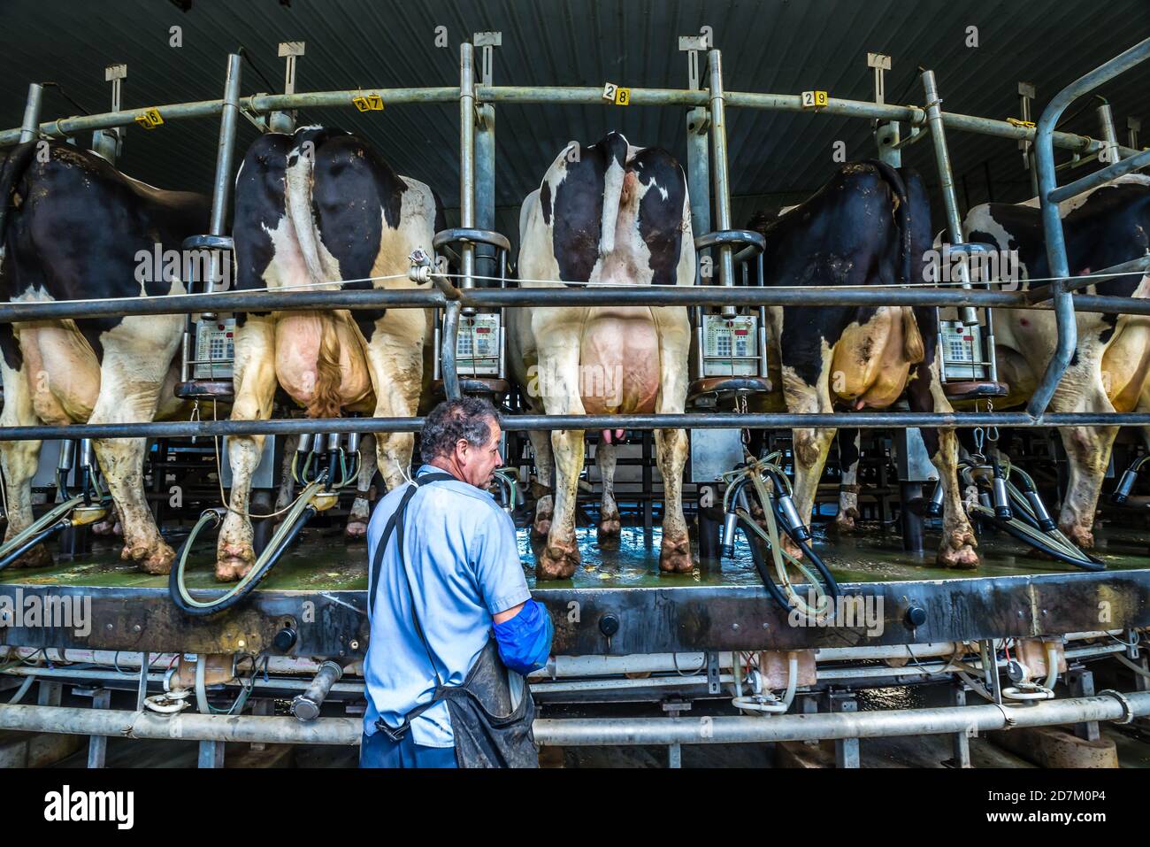 Dairy farm milker machine hi-res stock photography and images - Alamy