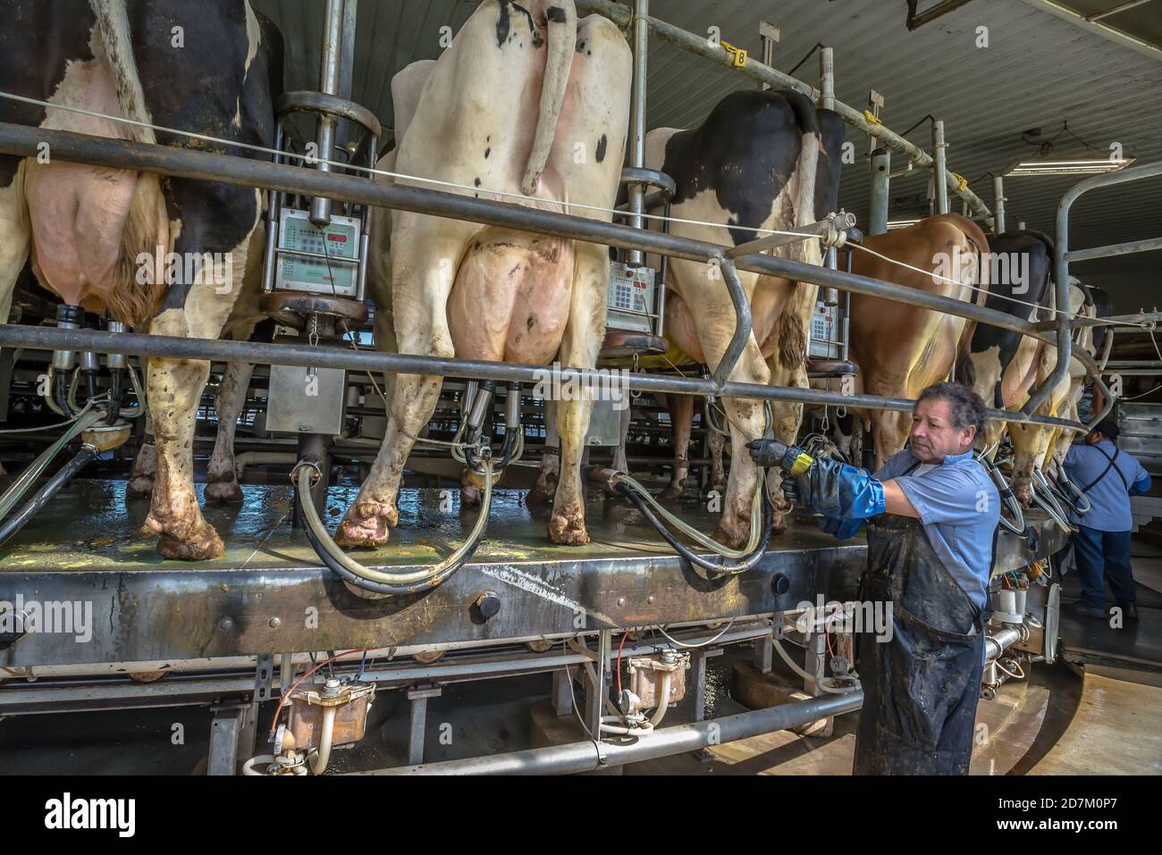 Dairy Farm worker attaching milking equipment to cows udder, while on ...