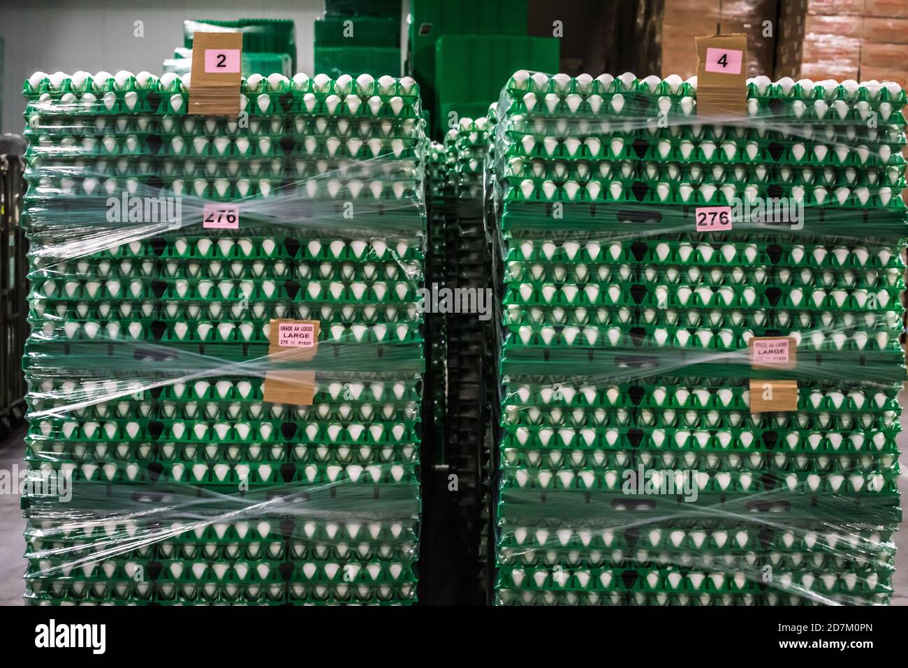 Poultry and dairy farming Stock Photo - Alamy