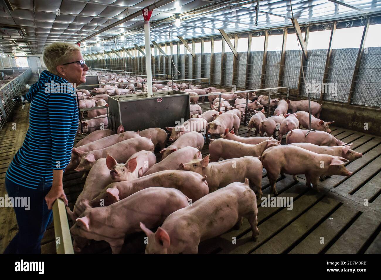 Agricultural farm breeding pens for pigs, hogs, swine Stock Photo - Alamy