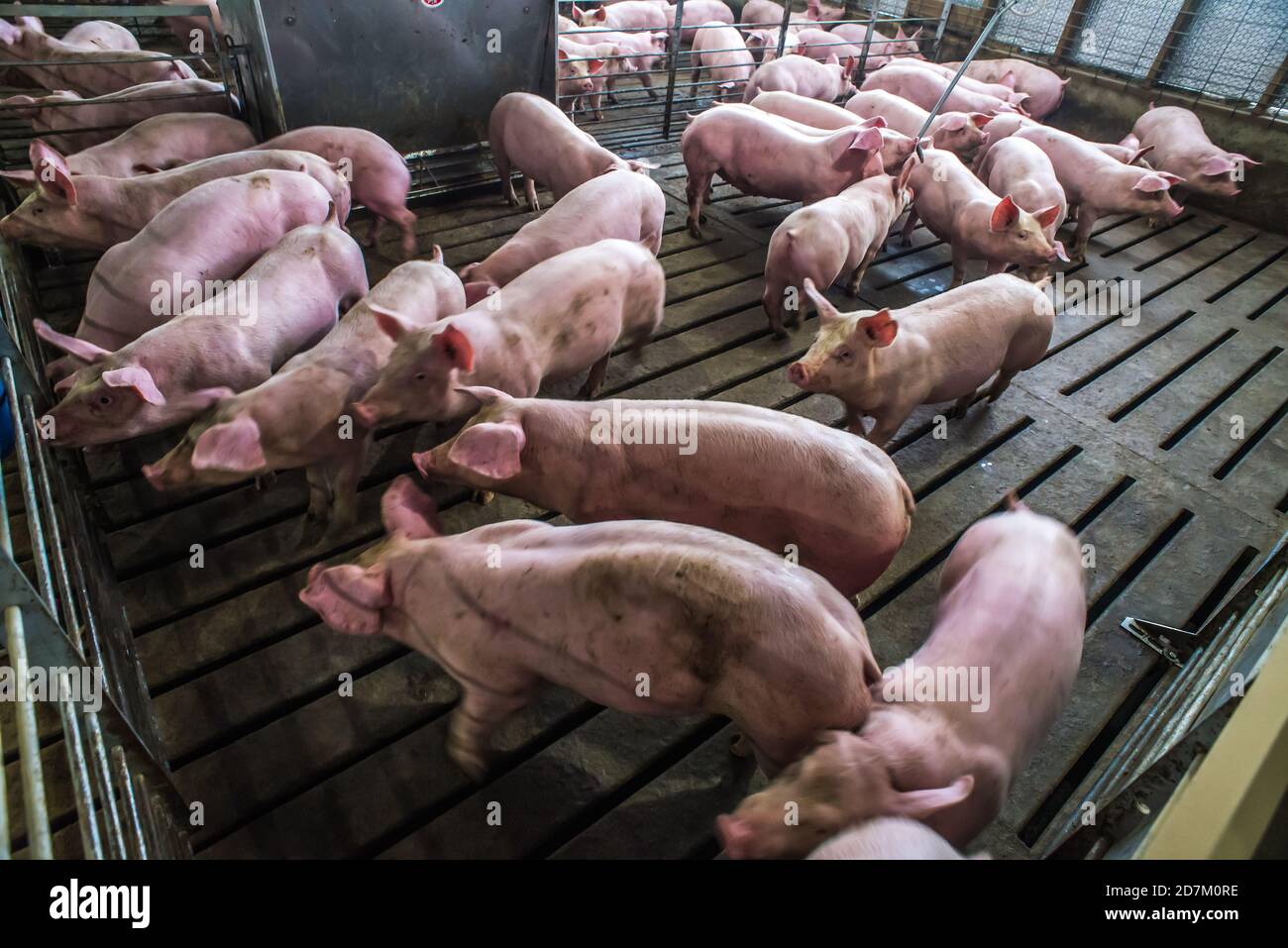 Agricultural farm breeding pens for pigs, hogs, swine Stock Photo - Alamy