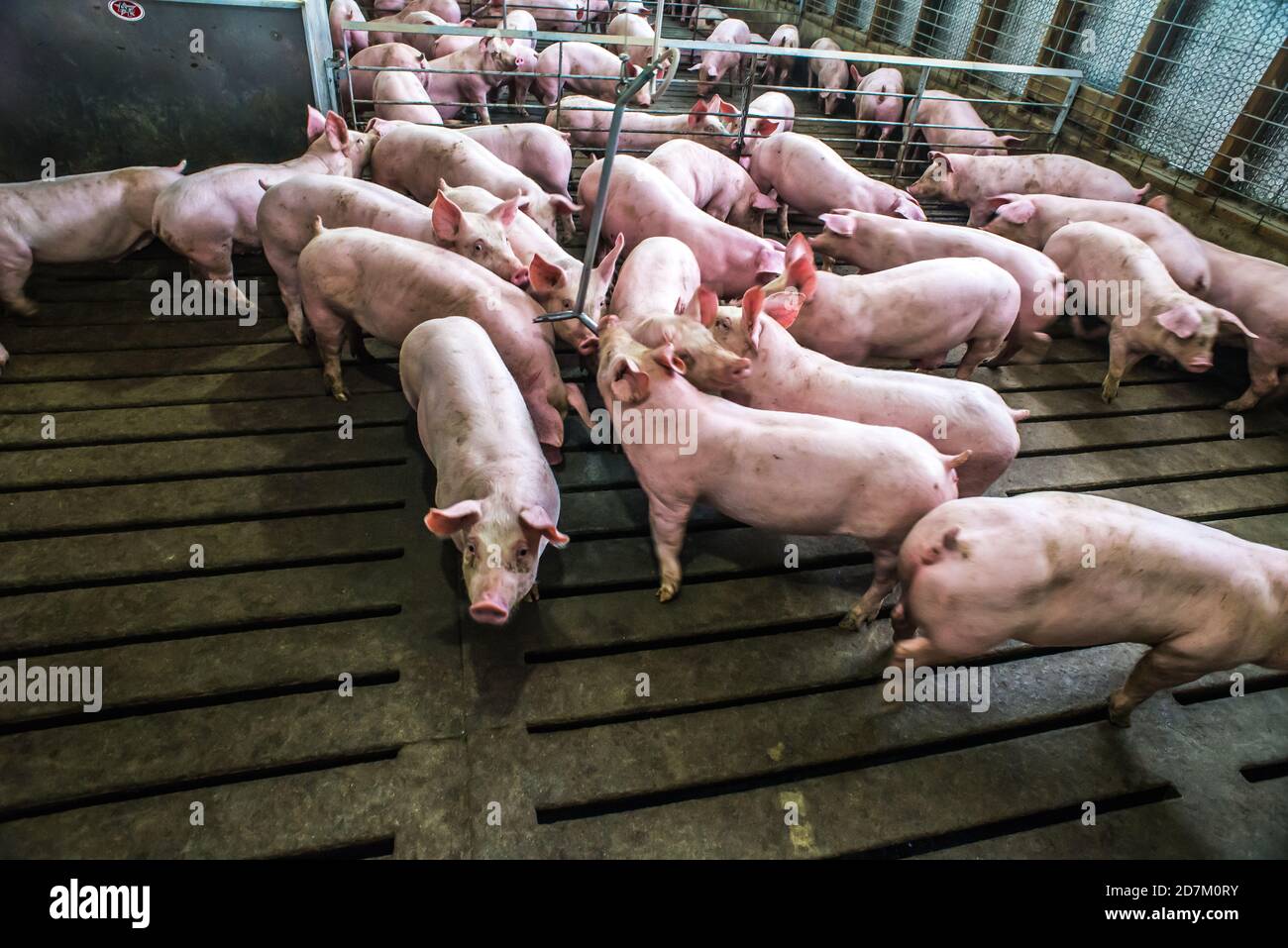 Agricultural farm breeding pens for pigs, hogs, swine Stock Photo - Alamy