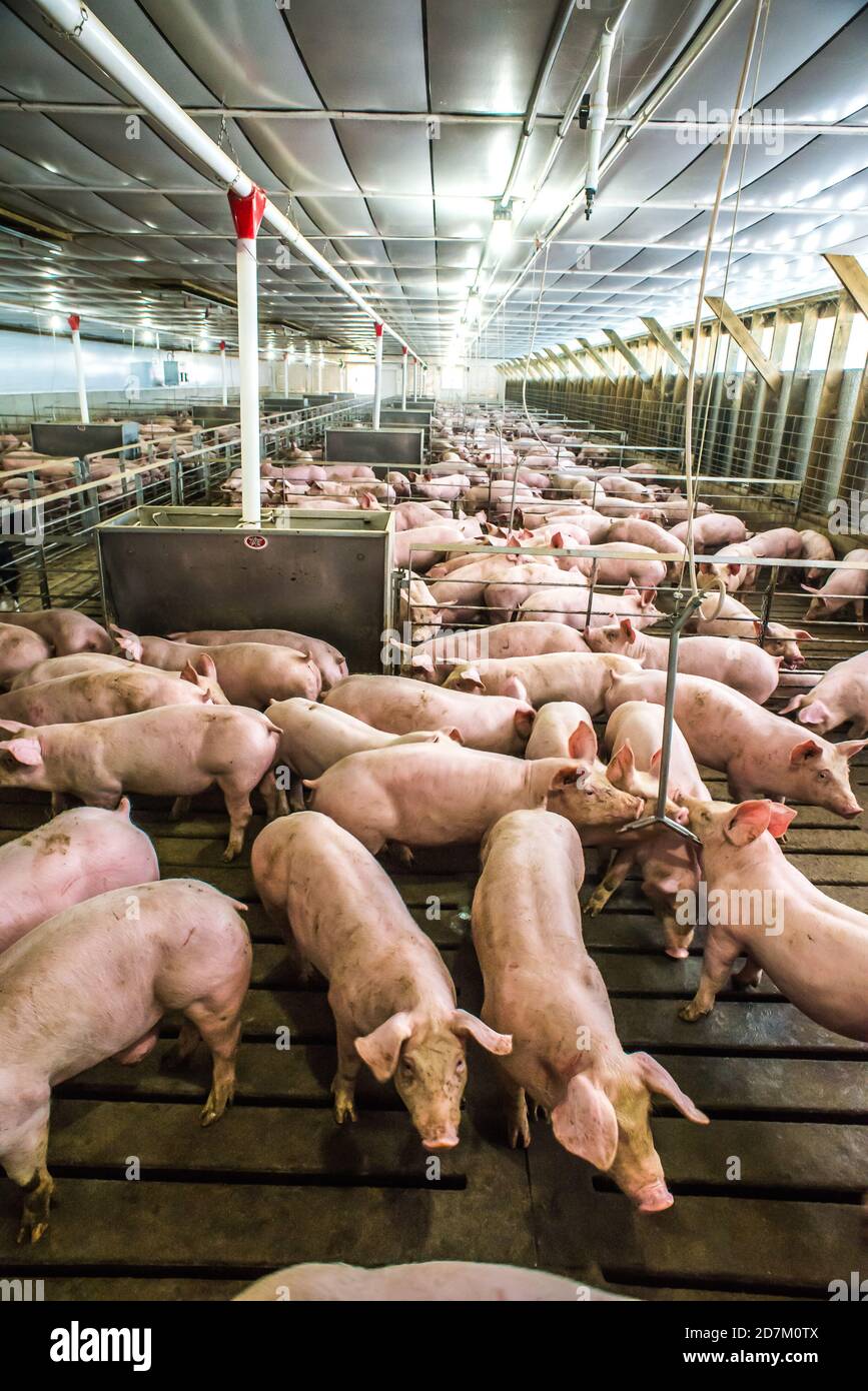 Agricultural farm breeding pens for pigs, hogs, swine Stock Photo - Alamy