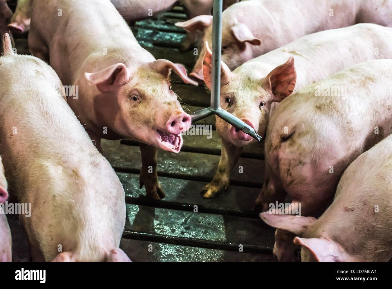 Agricultural farm breeding pens for pigs, hogs, swine Stock Photo - Alamy