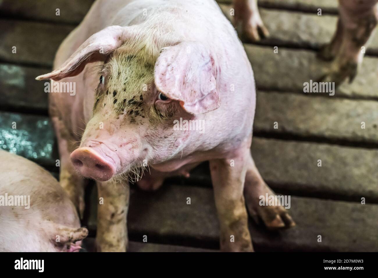 Agricultural farm breeding pens for pigs, hogs, swine Stock Photo - Alamy
