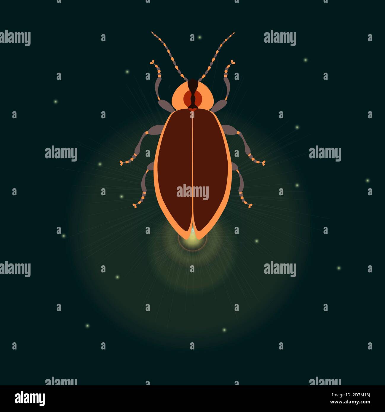 Lightning Bug Illustration