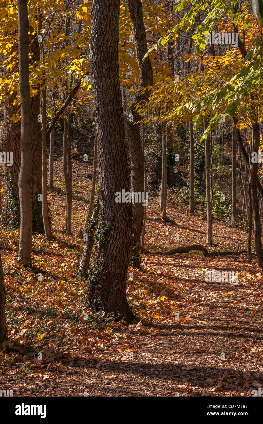 Forest, trees, seasonal autumn splendor Stock Photo - Alamy