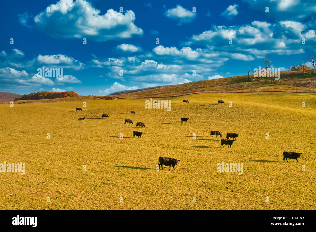 Meat agriculture agricultural grazer field countryside hi-res stock ...