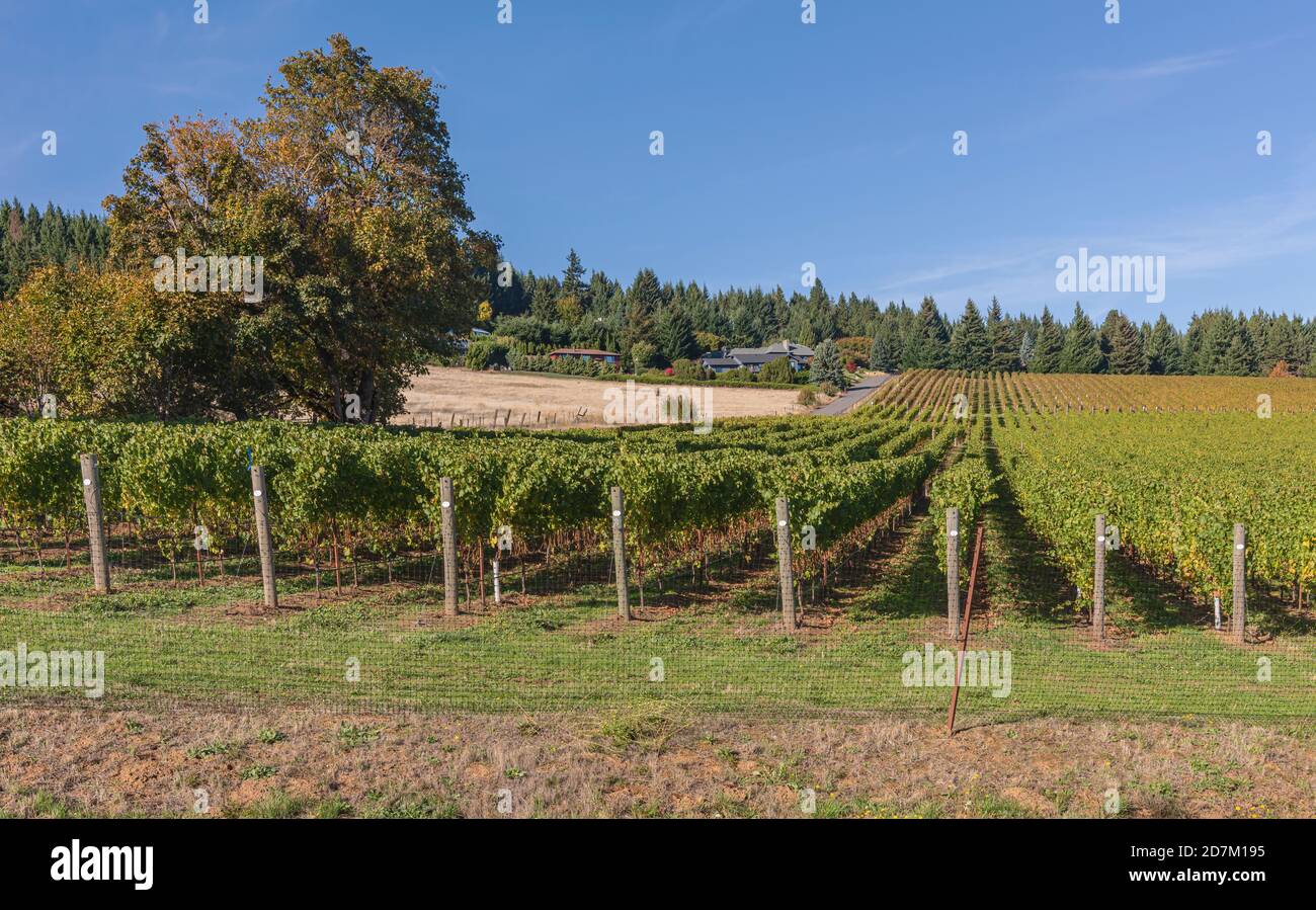 Washington mesh hi-res stock photography and images - Alamy